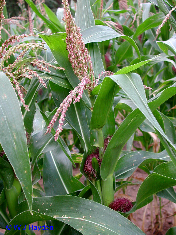 plant anatomy lab taxa photos
