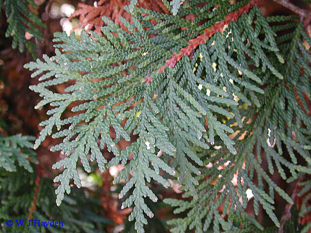 thuja