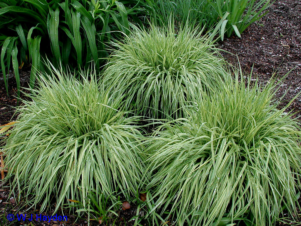 ornamental_grasses